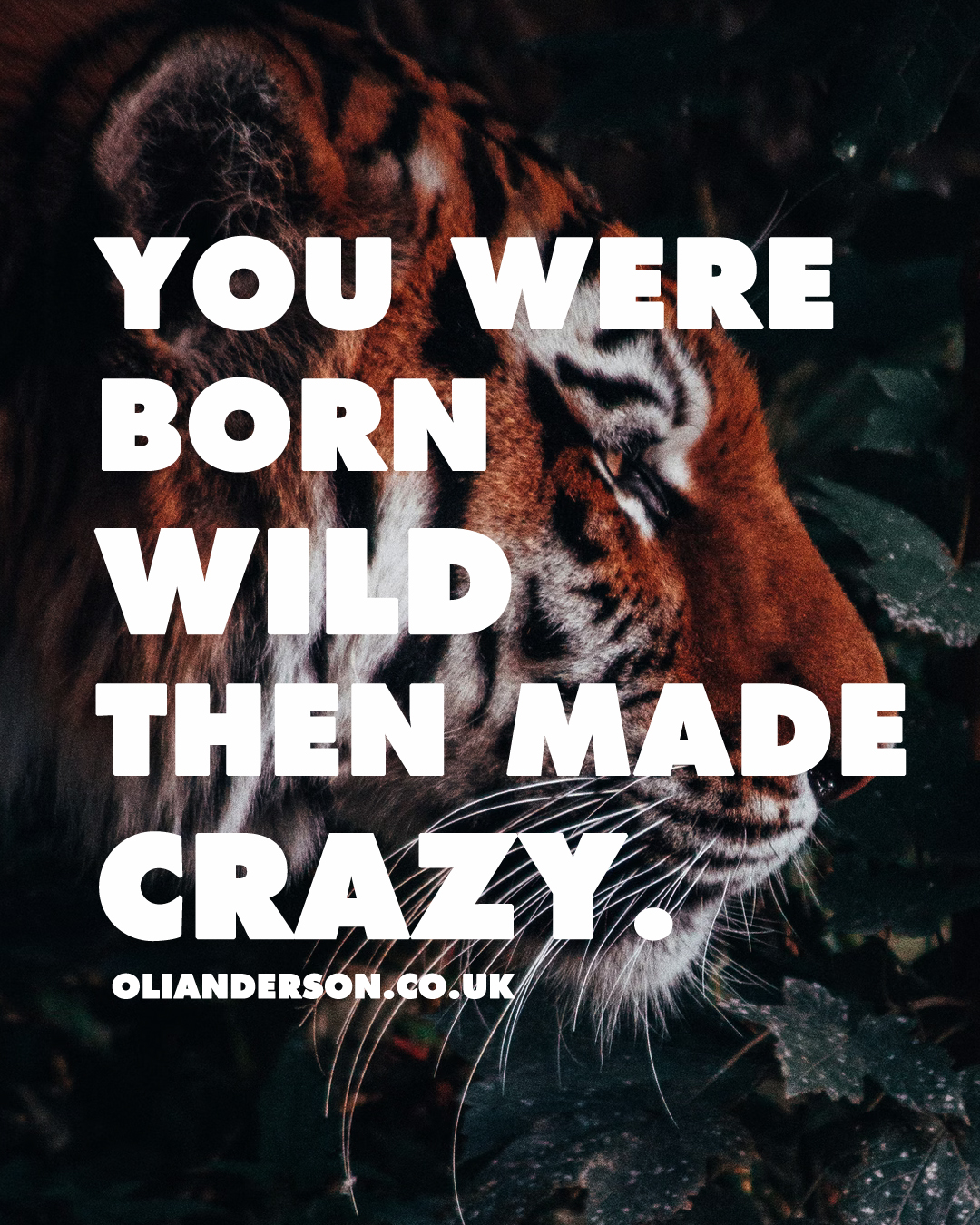 You Were Born Wild then Made Crazy. - Oli Anderson | Coaching for Realness